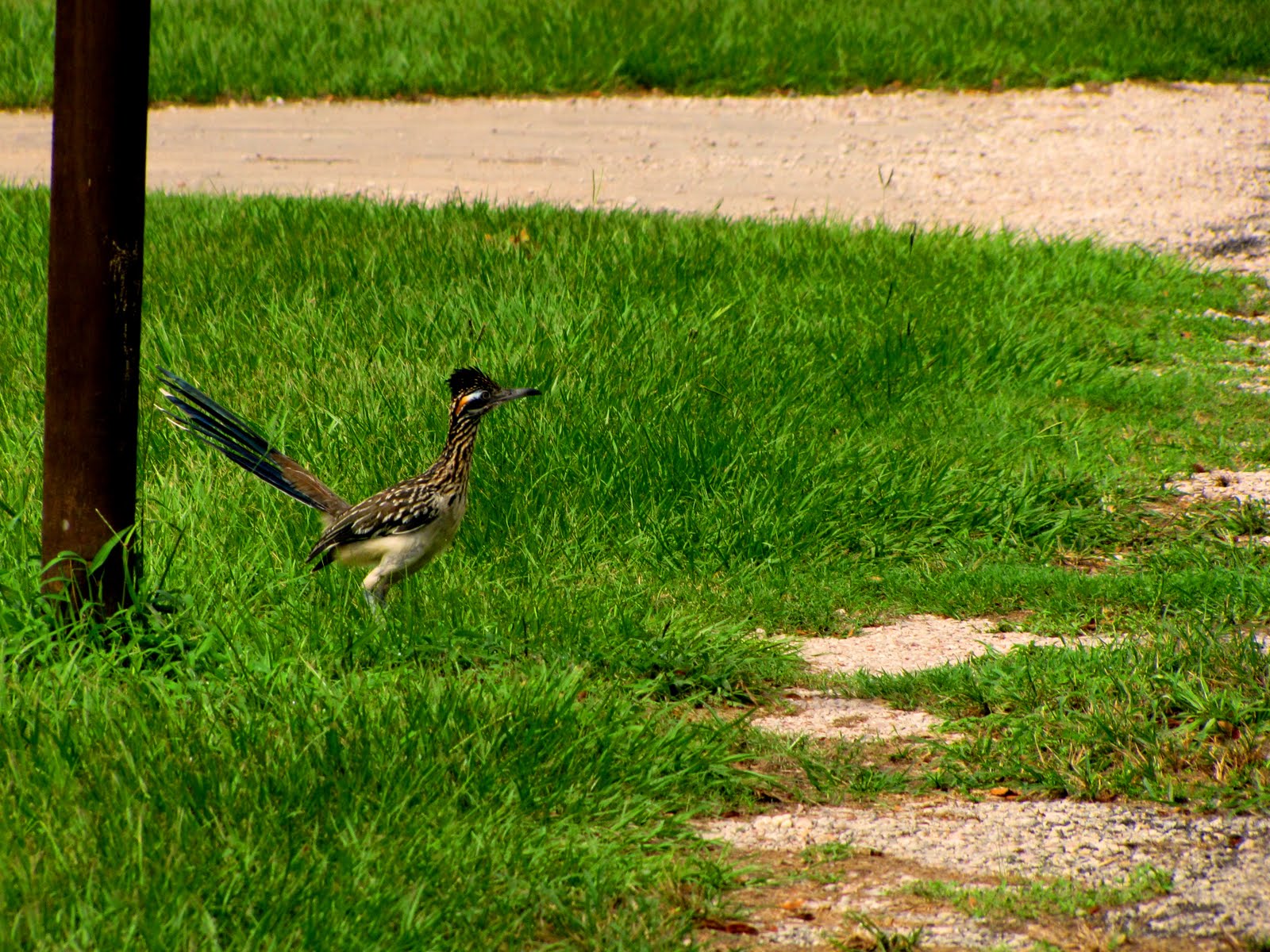 PhotoArt * Creative Digital Imaging by: brendasue: Running The Roads ...