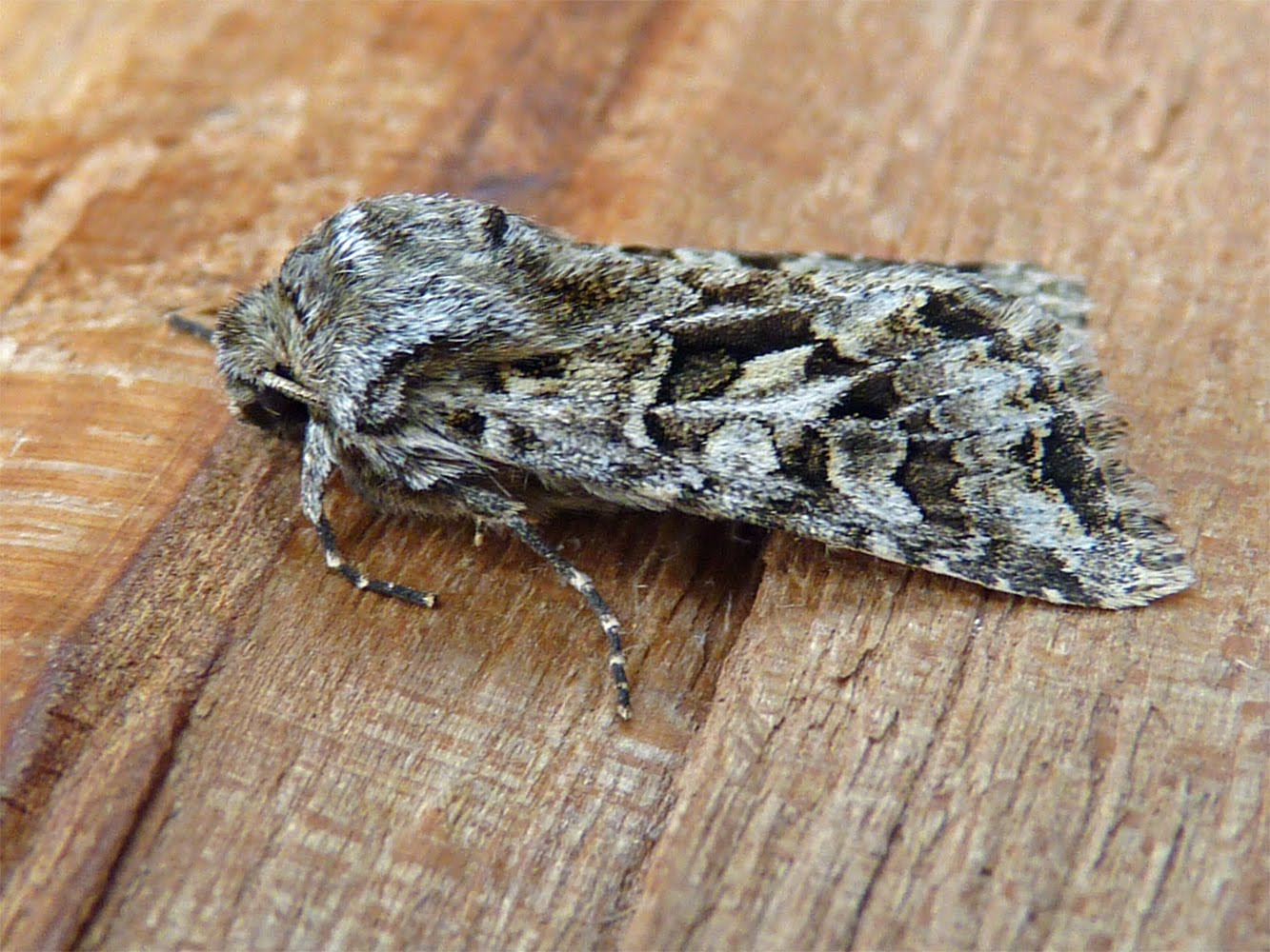 Cambs Moth Gallery: June 2010