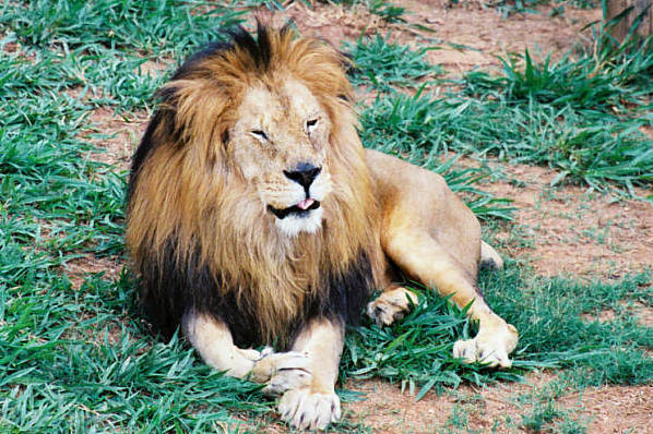 animales: los animales son lo mas lindo