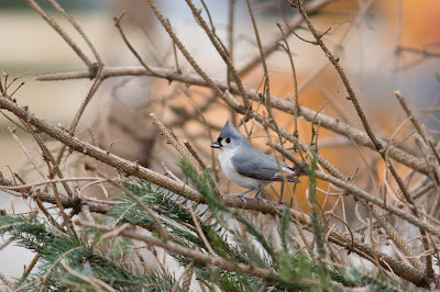 My Mid-Atlantic Birds