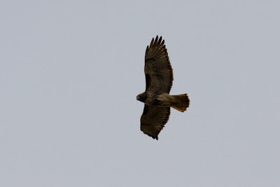 My Mid-Atlantic Birds