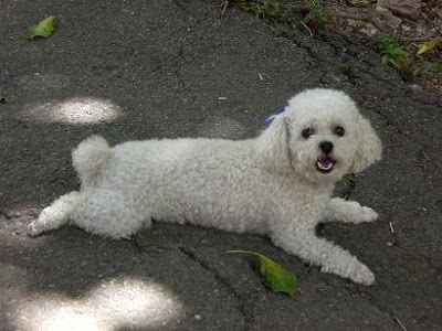 Parque Teque Teque: Los perros del parque