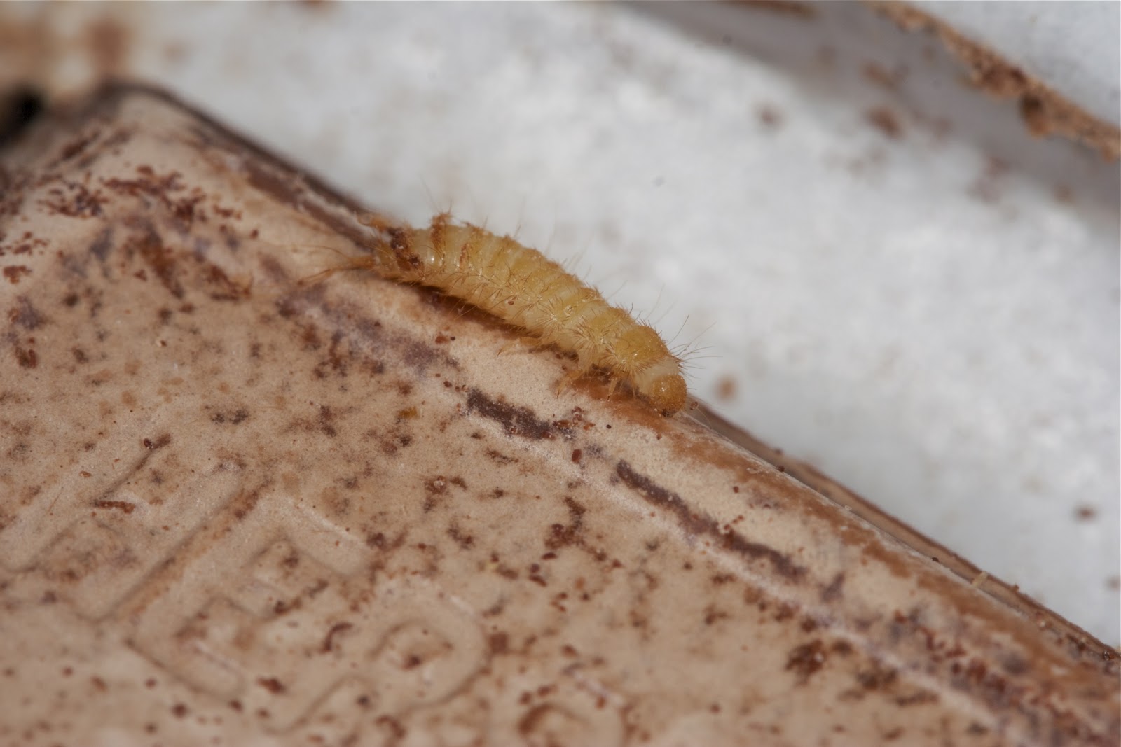 Posts from the Bradshaw Entomology Lab: Dermestids with a sweet tooth.