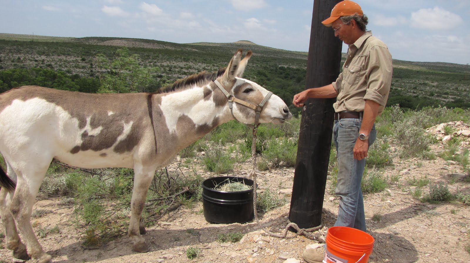 Bird Song Outpost: Donkey Donk