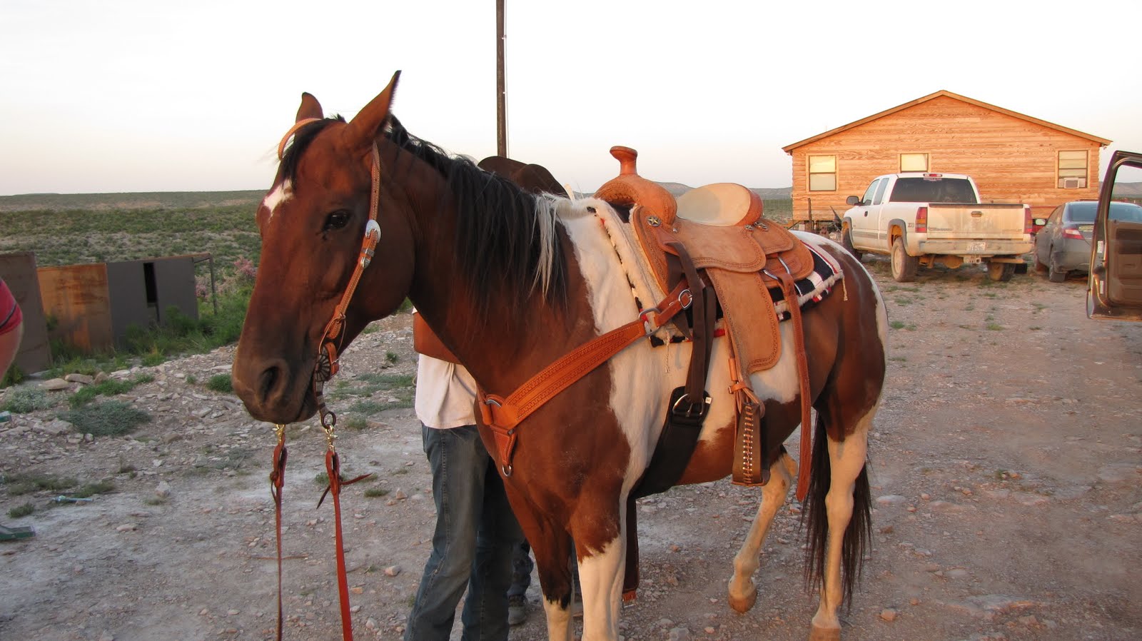 Bird Song Outpost: My New Horse & Del Rio July 4th Rodeo