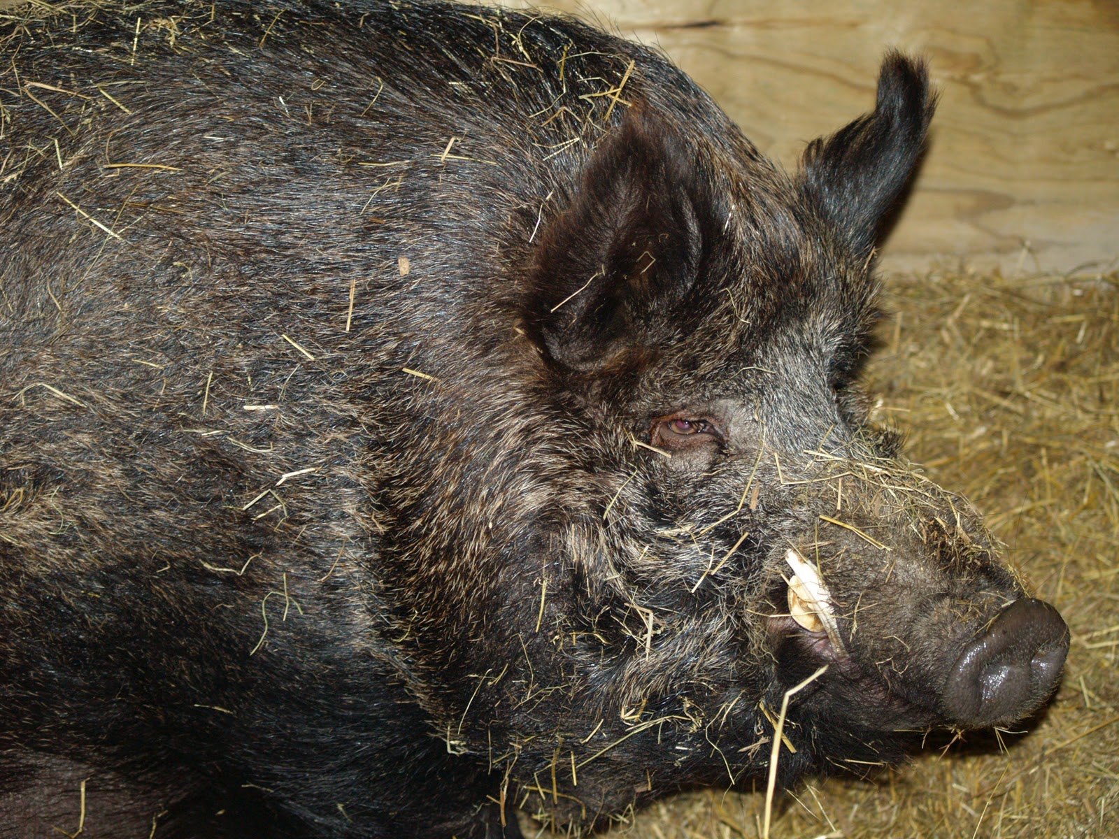 Animal Bond: Homer the Razorback