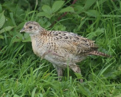 Keepers Cottage Wildlife Garden Diary: Young pheasants in the garden ...