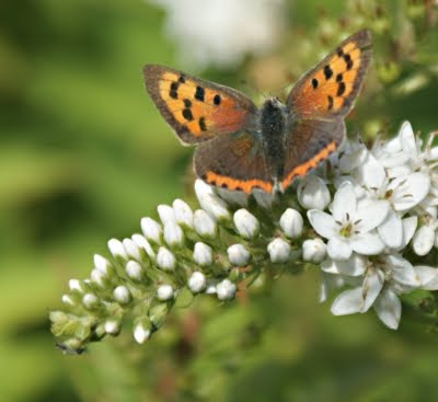 Keepers Cottage Wildlife Garden Diary: September 2009