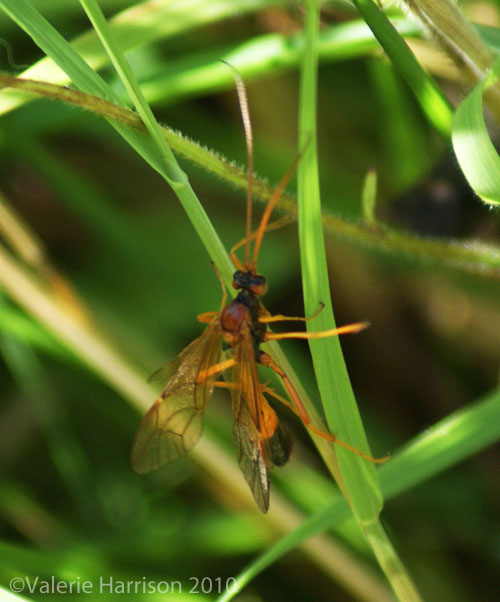 Keepers Cottage Wildlife Garden Diary: Barr, S Ayrshire 14th August 2010