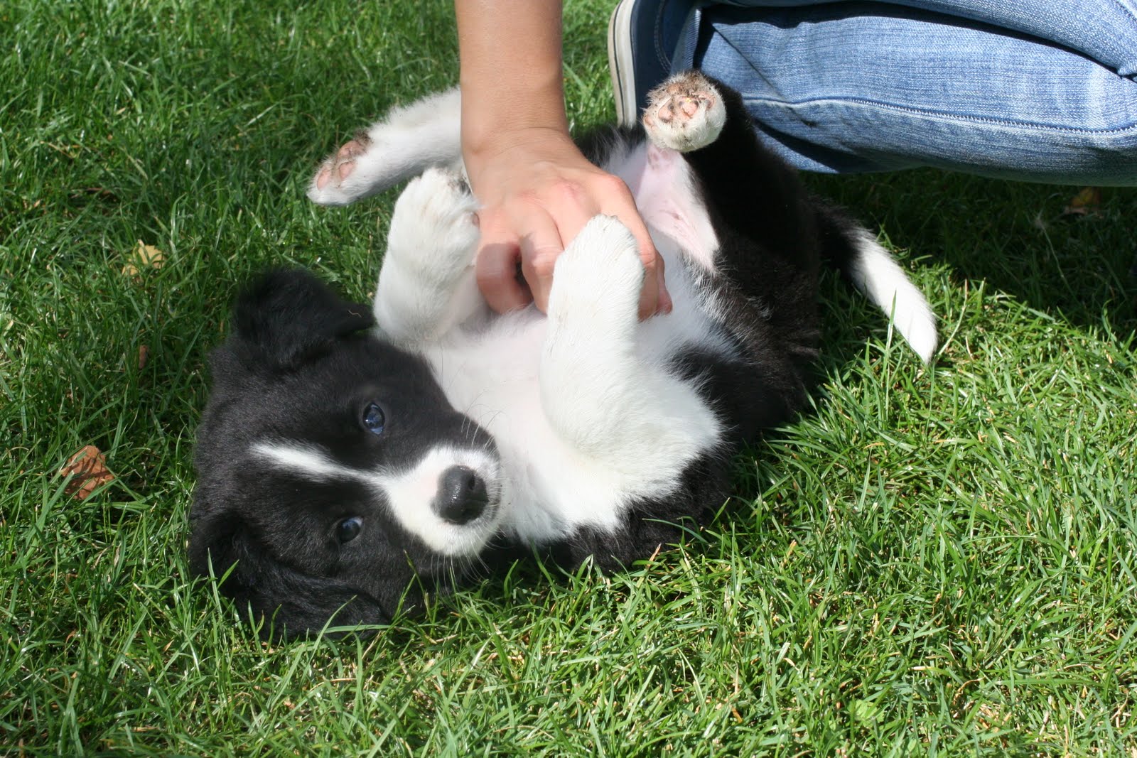 Bordercollie Valpar till Salu