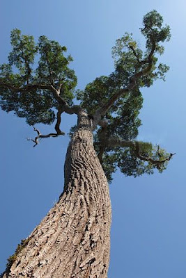 Peroba rosa furniture for sale