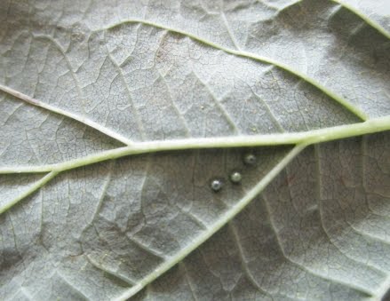 WNC Vegetable and Small Fruits News: Hops Pest: Eastern Comma Butterfly