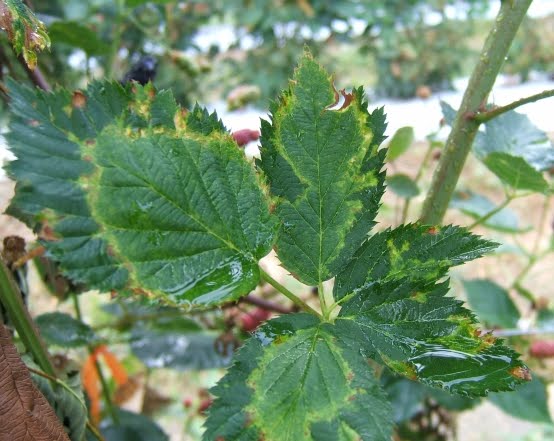 WNC Vegetable and Small Fruits News: Nematode Sampling in Blackberries