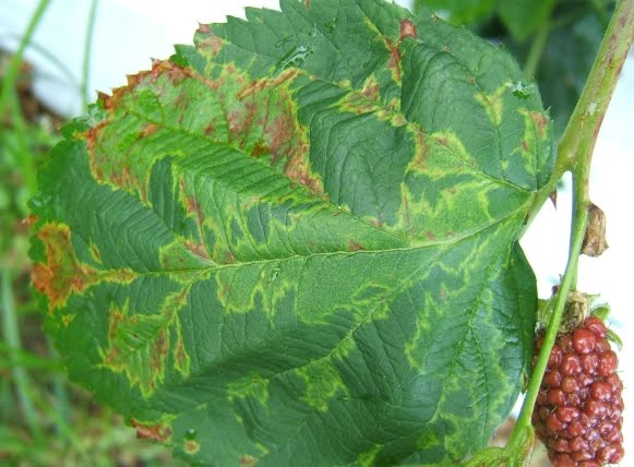 WNC Vegetable and Small Fruits News: Nematode Sampling in Blackberries