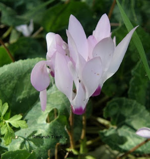 Let us tour Eretz Yisroel.: TU BISHEVAT FEATURE - Eretz Yisrael in Bloom©