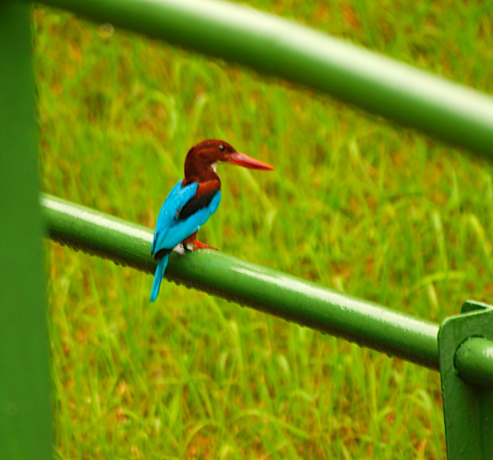 BIODIVERSITY OF EUREKA RIVER AT USM: 10/22/10