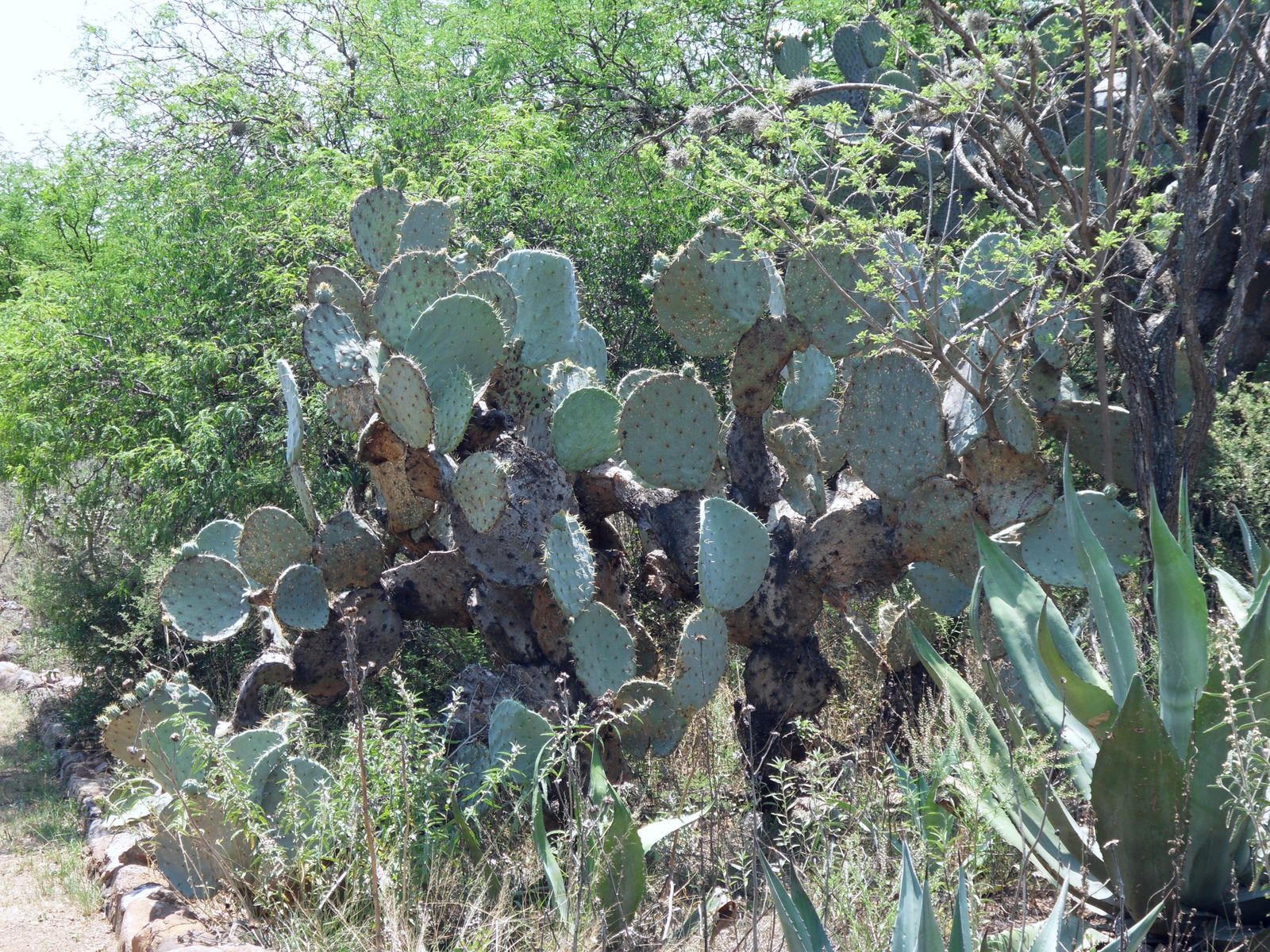 Festival de Nopales