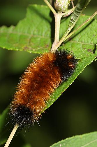 English Freak: Bicho cabeludo (taturana)