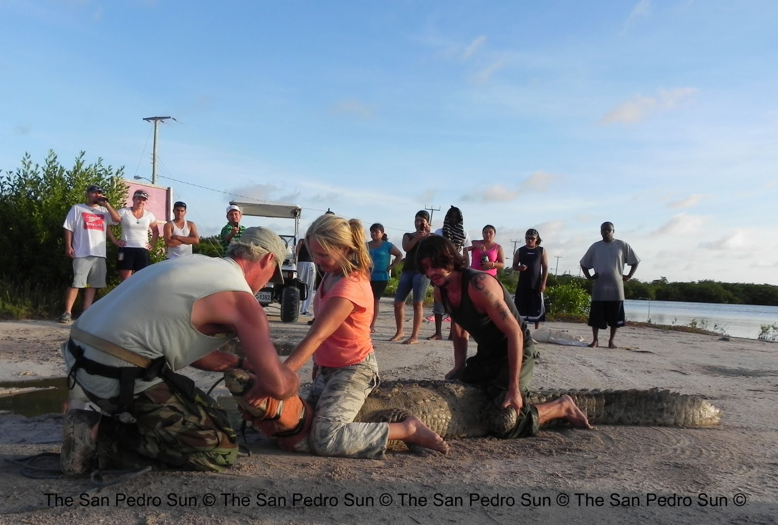 Crocodile Sanctuary in Belize Destroyed by Mob - The San Pedro Sun