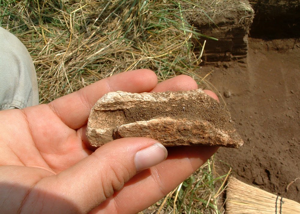 Colonial Cherokee Archaeology: Day 12 - "Snakes... Why Did it Have to ...