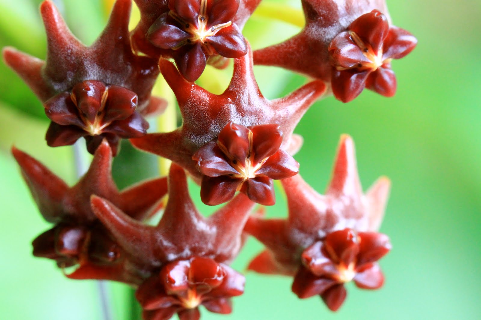 journey through paradise: hoyas (wax flower)