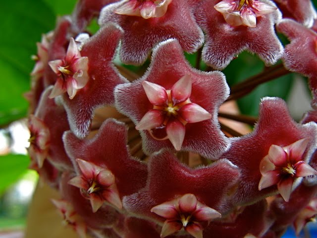 journey through paradise: hoyas (wax flower)