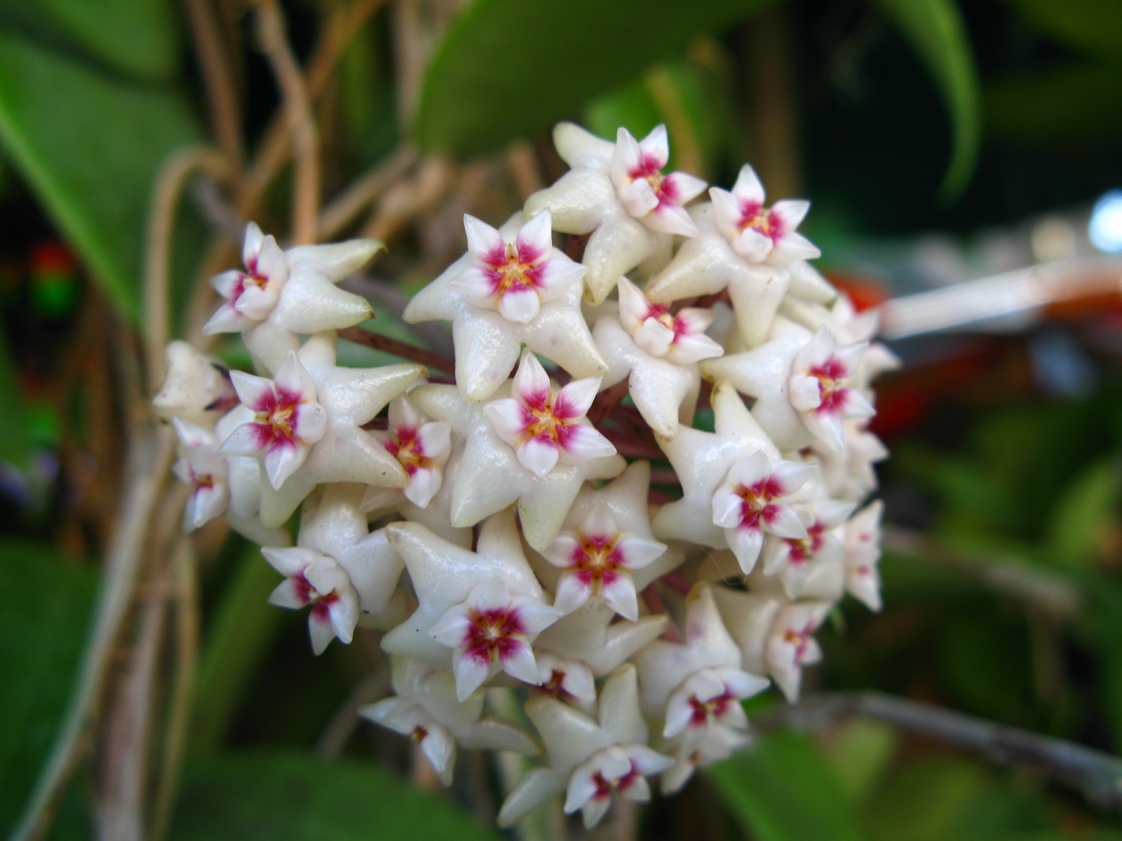 journey through paradise: hoyas (wax flower)