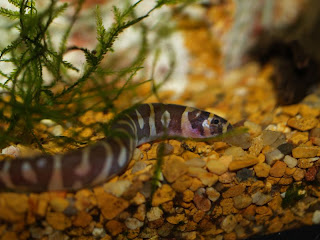 Freshwater Fish Keeper: Kuhli Loach Care (Coolie Loach/Leopard Loach)