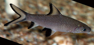 Freshwater Fish Keeper: Bala Shark Care