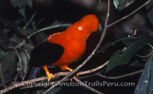 COSAS MIAS...: AVE Y FLOR NACIONALES