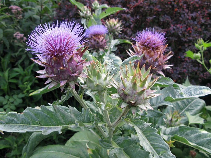 arborboy: Plant of the Week: Cynara cardunculus