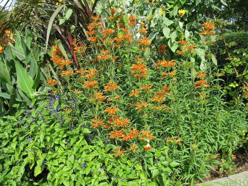 arborboy: Plant of the Week: Leonotis leonurus