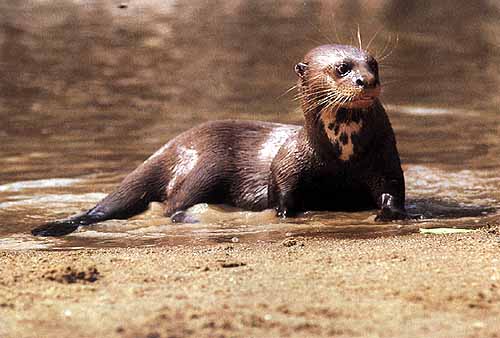 animales en peligro de extincion: MAMIFEROS DE LA SELVA HUMEDA EN ...
