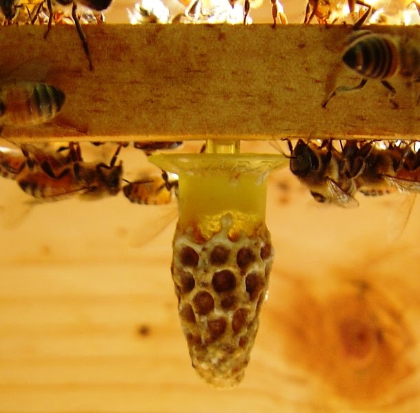 Cape Beekeeping: Queen Cells and Counting