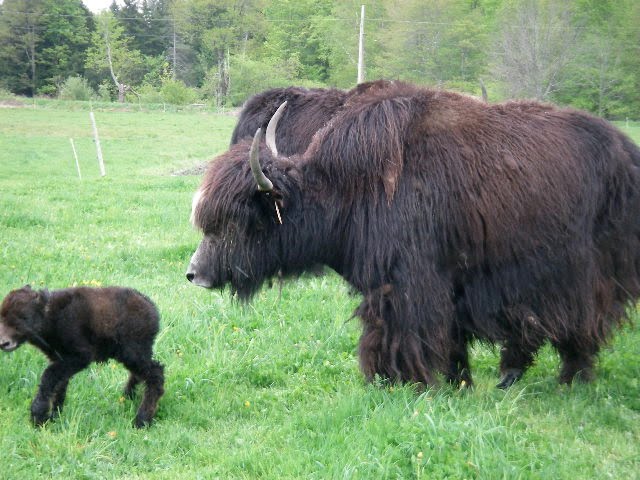 Vermont Yak:The Planet's GREENEST Red Meat.: YAK TRACKS: Celebrating ...