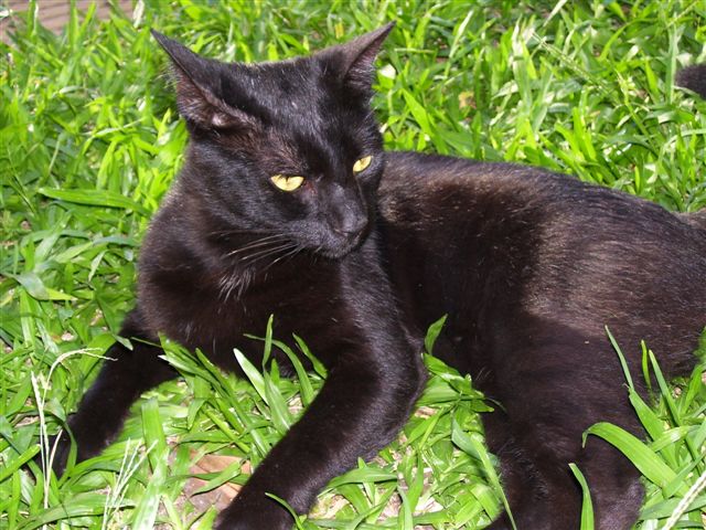 Adoptándonos: Juan, divino gato negro en adopción