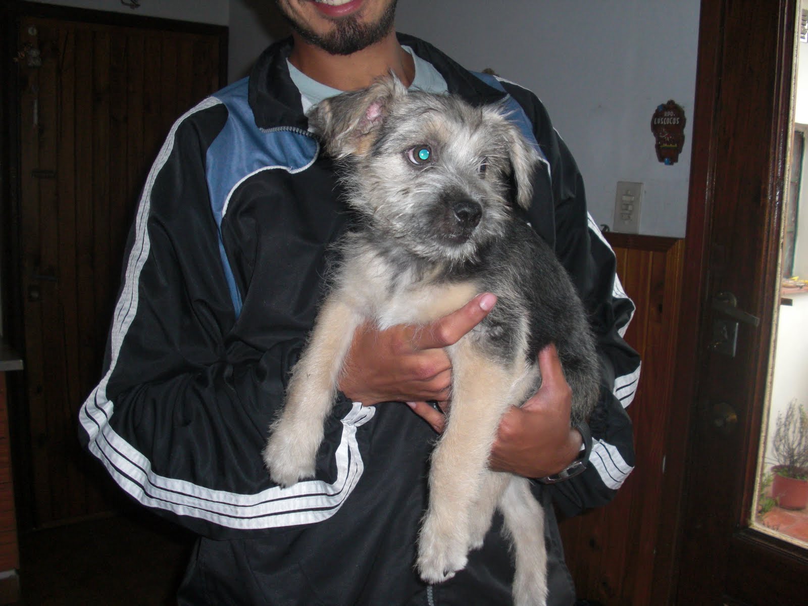 Adoptándonos: Cachorrito barbincho en adopción