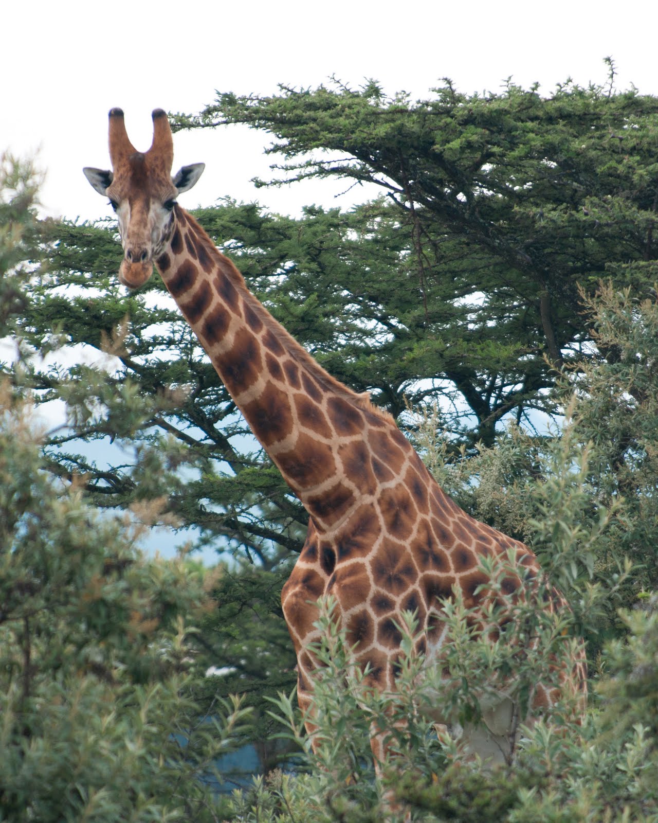 benji of arabia: Hakuna Matata... Kenya...