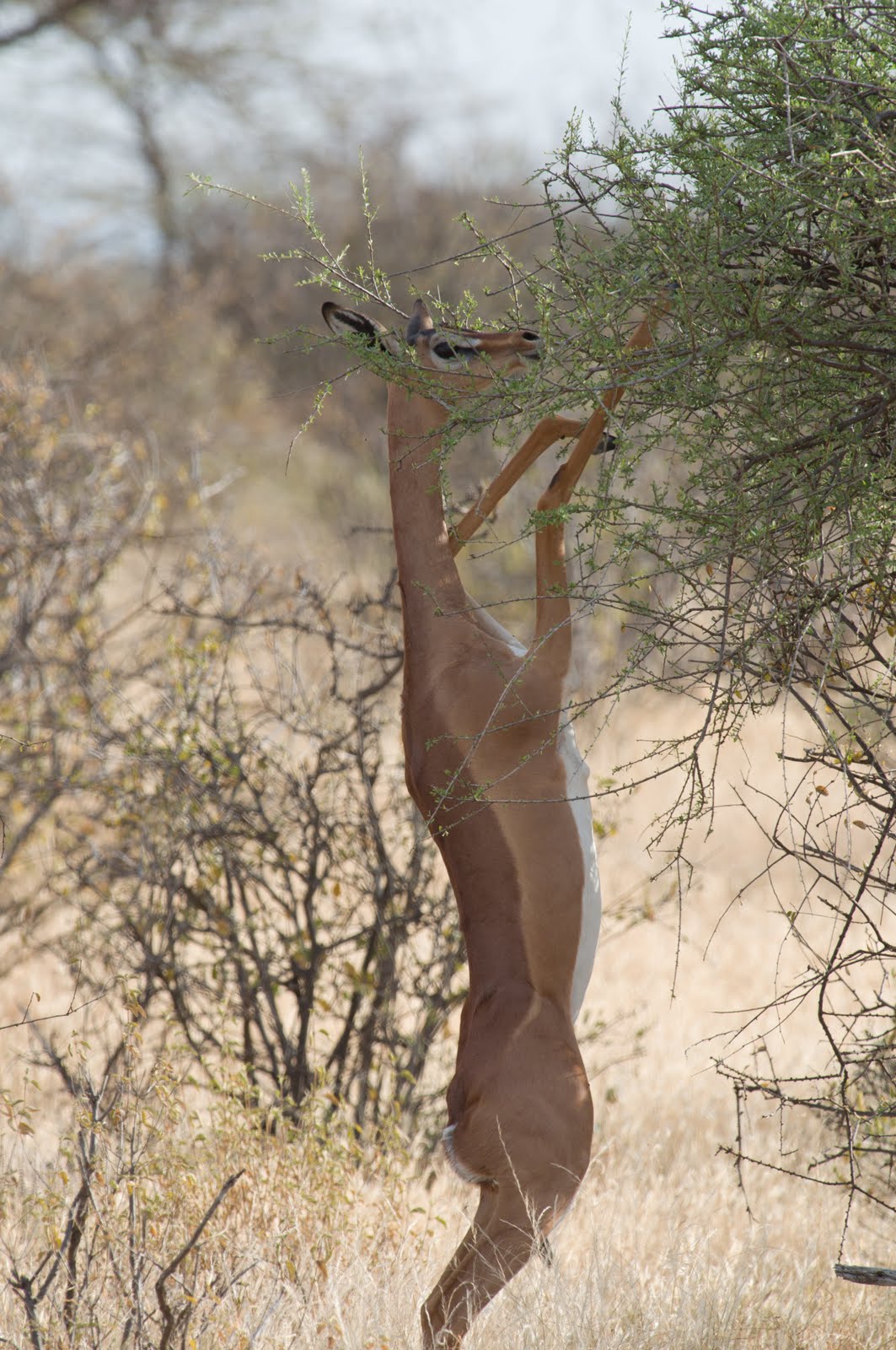 benji of arabia: Hakuna Matata... Kenya...