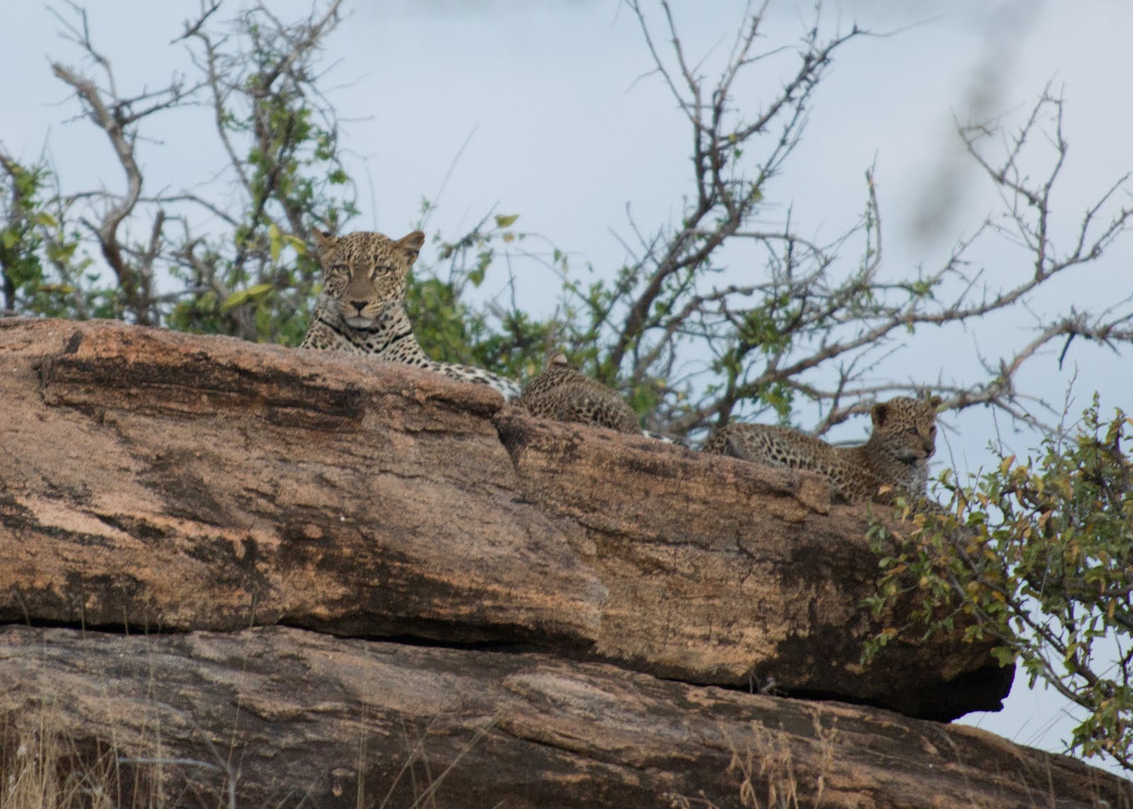 benji of arabia: Hakuna Matata... Kenya...