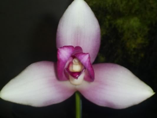 Las Orquideas un tesoro Natural: La historia de Lycaste skinneri y sus ...