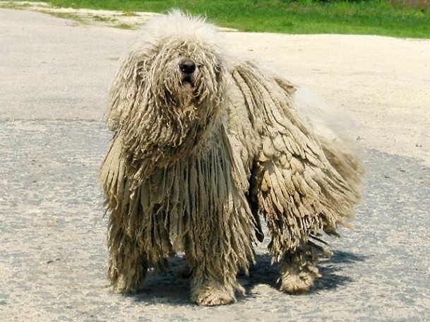 Strange and Bizarre Creatures