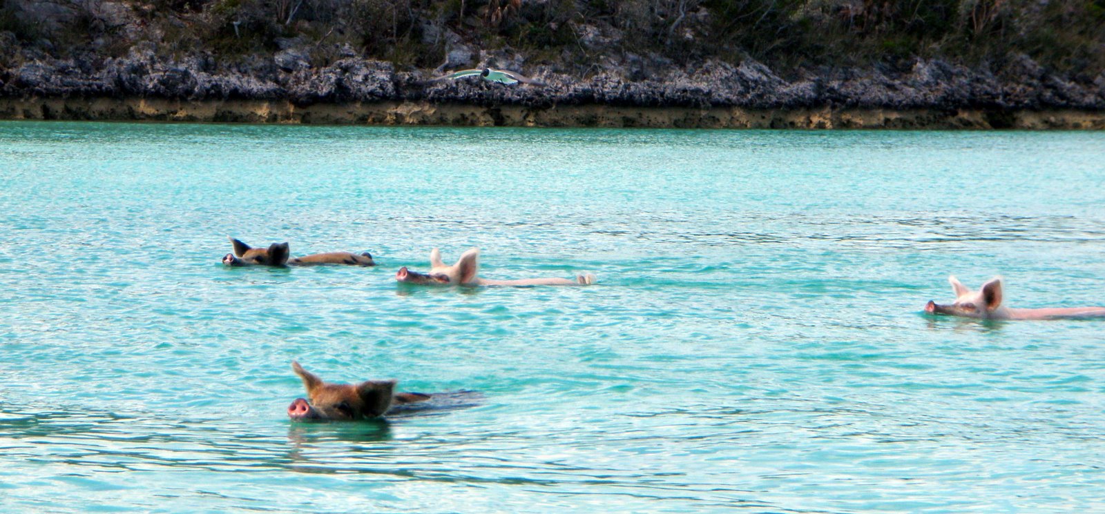 Life on the Ocean: The Pigs around Staniel Cay