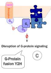 Life of a Lab Rat: Exploring protein interactions: yeast two hybrid systems