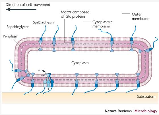 Life of a Lab Rat: The many ways bacteria move