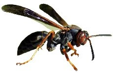 AfroBrasil7C: Marimbondo