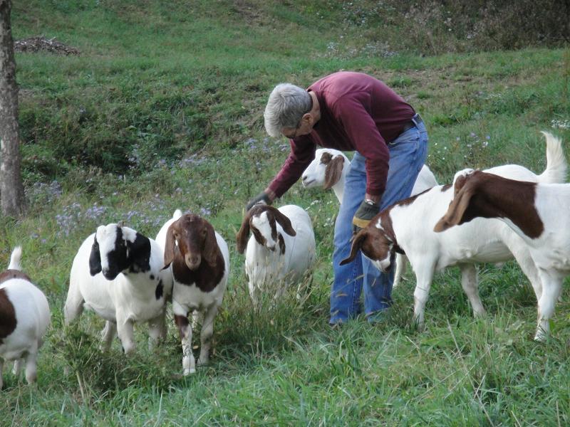 In My Dreams I Can Talk: Modern Day Shepherd