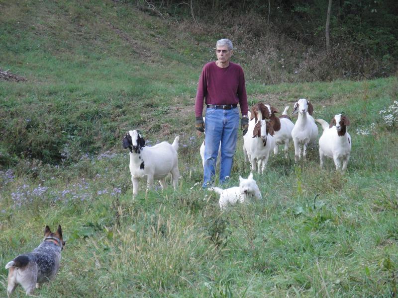 In My Dreams I Can Talk: Modern Day Shepherd