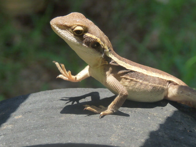 THE TRAVELLING GREGORY'S: Deck the Van With Boughs of Holly ...