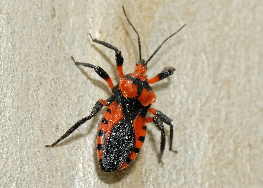 The Agricultural Landscape Ecology Lab: Assassin Bug Deception ...